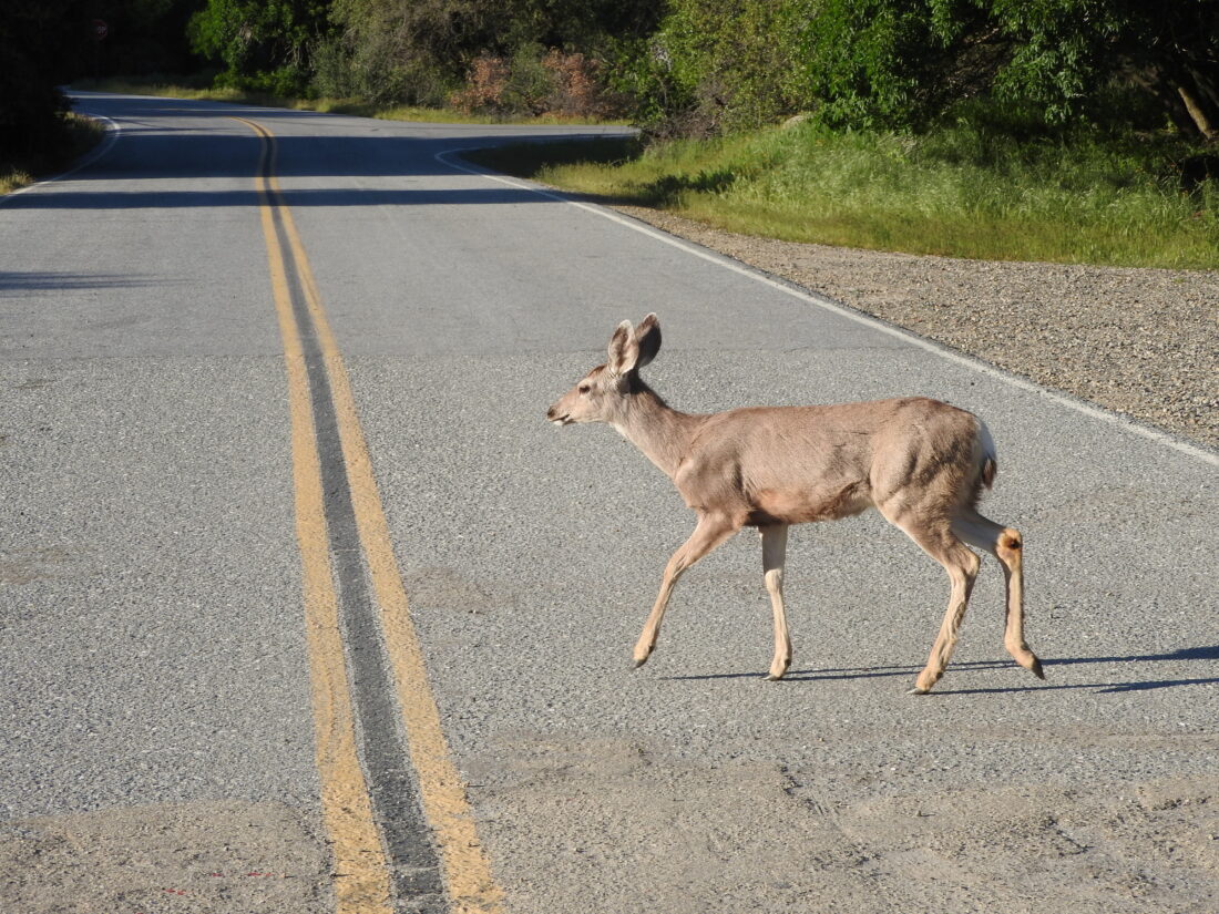 As deer get more active, Douglas County Sheriff’s Office urges ...